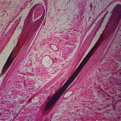 Mammal And Animal Skin Microscope Slides