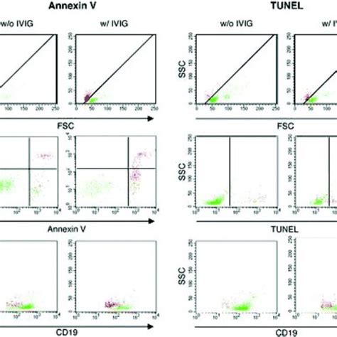 Effect Of Intravenous Immunoglobulin Ivig On Cells Proliferating In Download Scientific