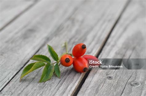 낡은 나무 탁자 위에 초록색 잎이 달린 잘 익은 빨간 장미 엉덩이 0명에 대한 스톡 사진 및 기타 이미지 0명 가을 개체 그룹 Istock