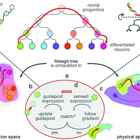 As Progenitors Divide They Progressively Differentiate Their Gene