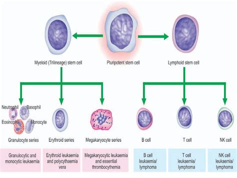 Acute Myeloid Leukemia Classificationpptx