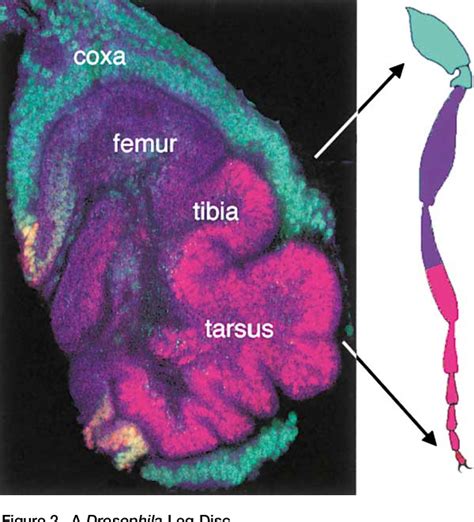 Figure 2 From Shaping Morphogen Gradients Semantic Scholar