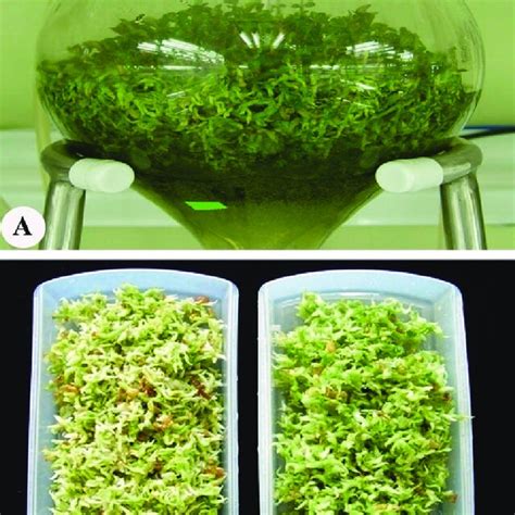 A Shoot Cultures Of Anoectochilus Formosanus In 5 L Airlift Download Scientific Diagram