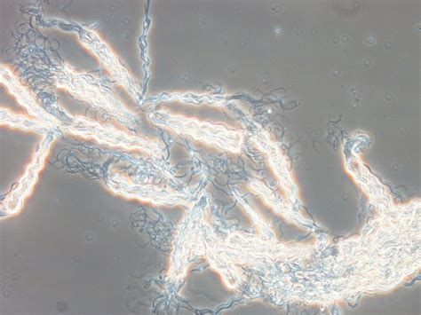 Elasmobranch Reproduction Sezarc