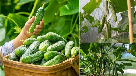 Cucumber Growing Tips