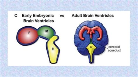 Ventricles And Cisterns Of Human Brain Pptx Brain And Nervous System Disorders Diseases And