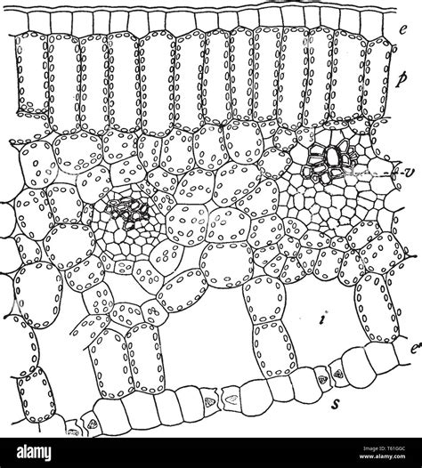 Spongy Mesophyll Cells