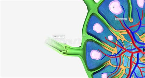 Lymph Nodes Are Bean Shaped Organs Distributed Along The Lymphat Stock Illustration