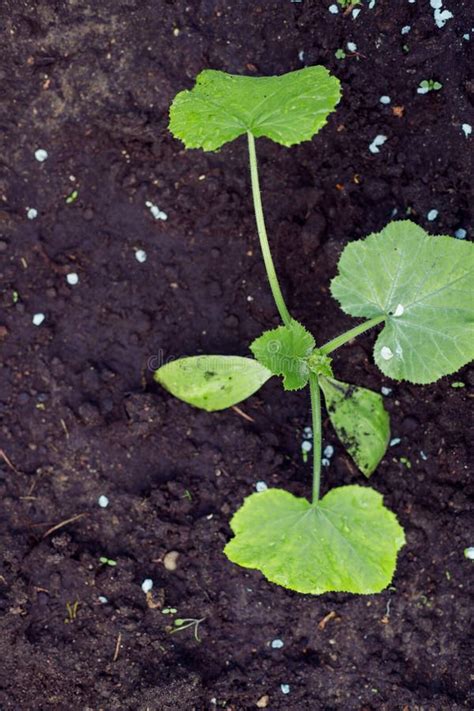 Small Cucumber Sprout Plant Growing Green Fresh Seedlings Sprouts Grow