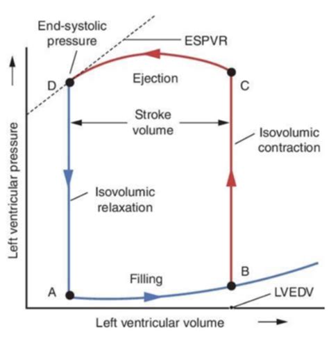 Pressure Volume Loop Flashcards Quizlet