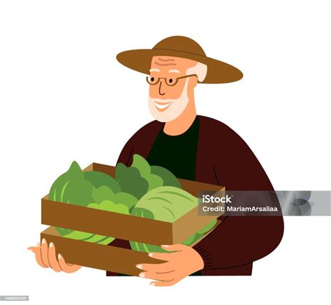 늙은 은퇴한 농부가 신선한 야채 양배추 상자를 들고 있다 나무 상자에 유기농 수확을 하는 행복한 농장 노동자 양배추 채소를 곁들인 웃는 할아버지 분리된 플랫 벡터 그림 흰색