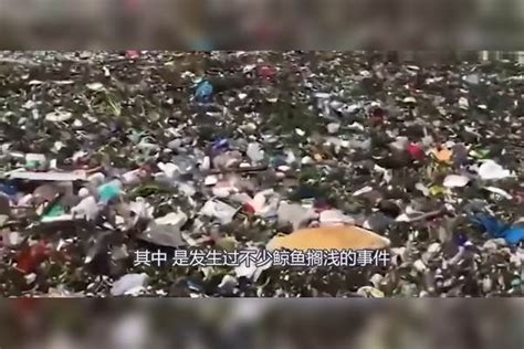 12米长的蓝鲸搁浅，非洲人拿刀抢肉，现场实在是太壮观了！拿刀蓝鲸