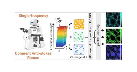 spectral unmixing for label free in liquid characterization of biomass