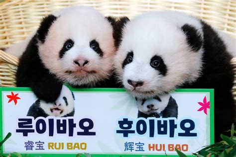 귀여운 쌍둥이 판다 루이바오 후이바오 한국일보