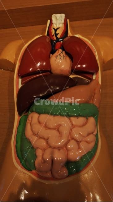 과학 모형 사람장기 장기 인체 사진이미지일러스트캘리그라피 Raniel작가