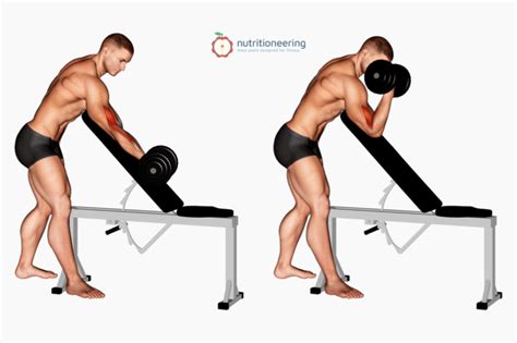 Preacher Curl Alternative Exercises Pictures Videos