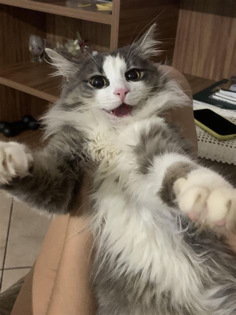 My Cat Playing With My Sister Rcats