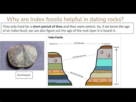 Definition Of Index Fossil Clearance
