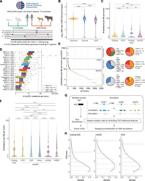 The Mutational Landscape And Functional Effects Of Noncoding Ultraconserved Elements In Human