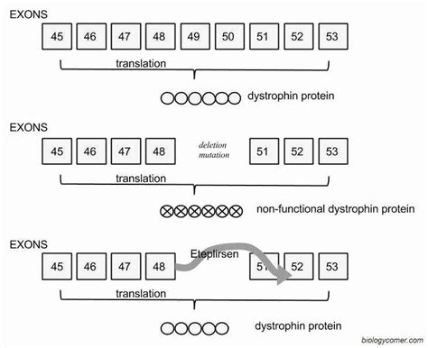 Gene And Chromosome Mutation Worksheet Beautiful Gene Mutations