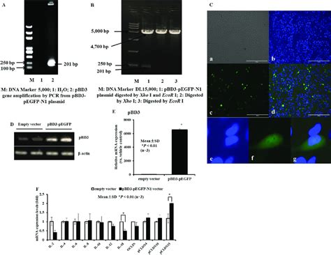 Construction Of Eukaryotic Recombinant Expression Plasmids Download Scientific Diagram