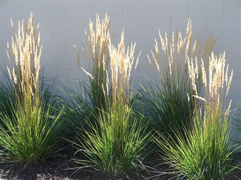 How To Plant And Grow Feather Reed Grass