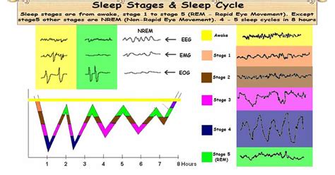 Sleep Stages And Sleep Cycles Sleeping Patterns