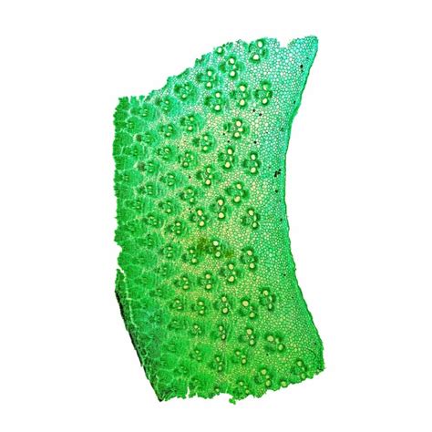 Premium Photo Bamboo Stem Micrograph