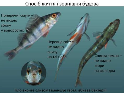 Будова і життєдіяльність кісткових риб презентация онлайн