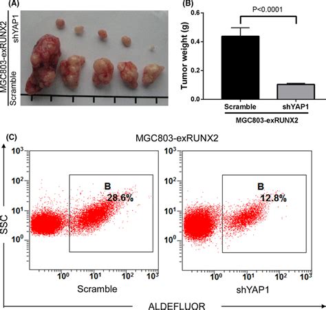 YAP1 Blockade Impairs The Tumorinitiating Ability Of Gastric Cancer