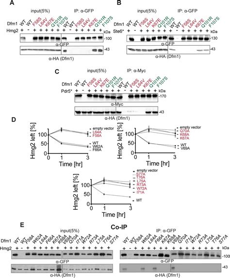 Mutagenized Dfm1 Promega Bioz