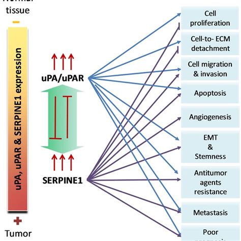 Schematic Representation Of The Main Components Of The Plasminogen Download Scientific Diagram