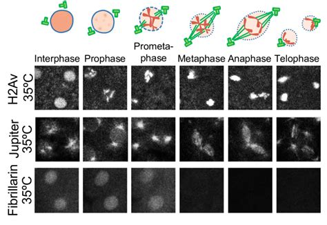 Figure Supplement 4 Fluorescently Tagged Proteins Are Used To