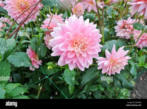 Light Pink Dahlia Flower