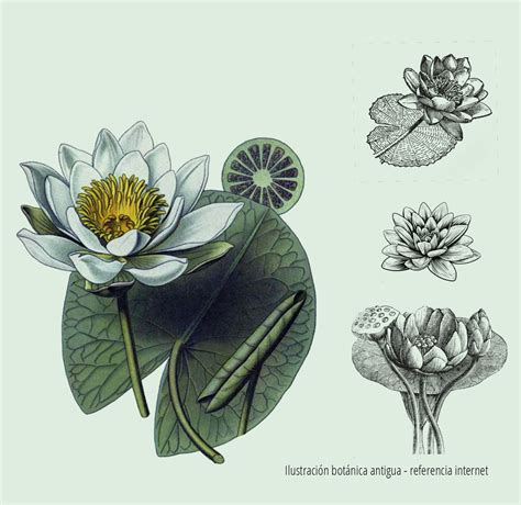 Jardín De Nenúfares Jardin Botánico De Quito