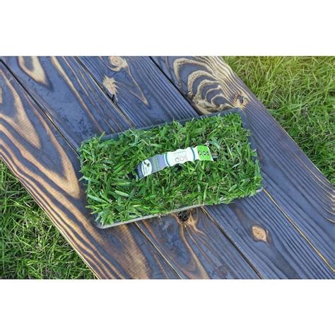 Sod Pods Centipede Grass Plugs 64 Count Natural Affordable Lawn