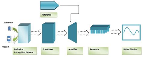 Principle Of Working Of Biosensor Download Scientific Diagram