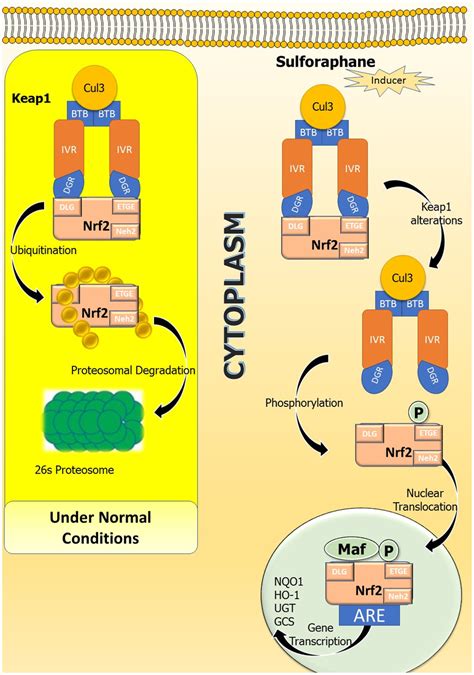 Sulforaphane Targets Keap1 And Nrf2 Pathways In Normal Conditions Download Scientific Diagram