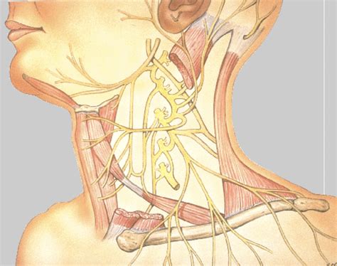 Plexus Cervicalis Diagram Quizlet