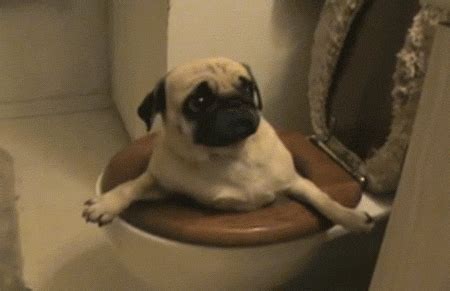 Pugs S Get The Best  On Giphy