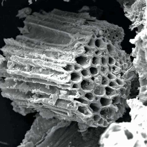 Image Of Porous Structure Of Biochar Obtained By Sem Download Scientific Diagram
