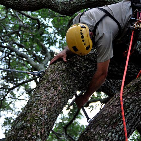 Tree Cabling And Bracing In Columbia Sc Sox And Freeman