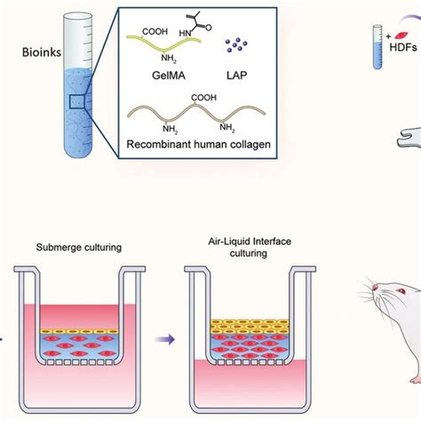 Pdf Recombinant Human Collagen Based Bioinks For The 3d Bioprinting