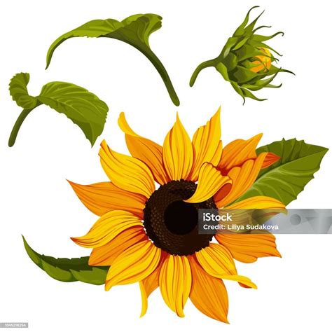 해바라기 벡터 클립 아트 설정합니다 노란 꽃 그림입니다 투명 한 배경으로 식물 이미지 해바라기에 대한 스톡 벡터 아트 및 기타 이미지 해바라기 투명 배경 0명