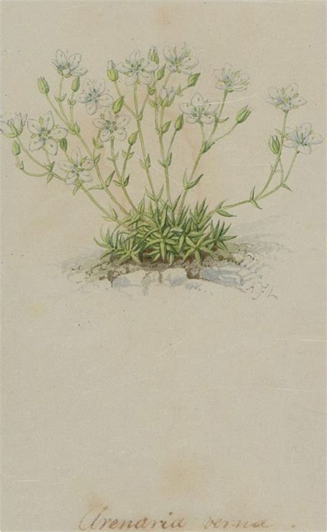 A F L Mid 19th Century Watercolour Arenaria Verna Irish Moss By A F L Signed By Author S
