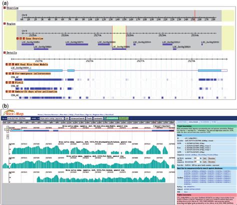 The Screenshot Of The User Interface Of The Msu And Rice Map Genome