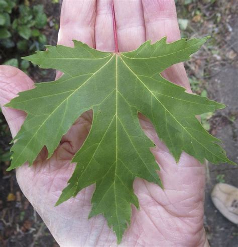 Maples Tree Guide UK Maple Tree Identification