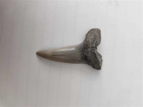 Isurus Retroflexus Member Collections The Fossil Forum