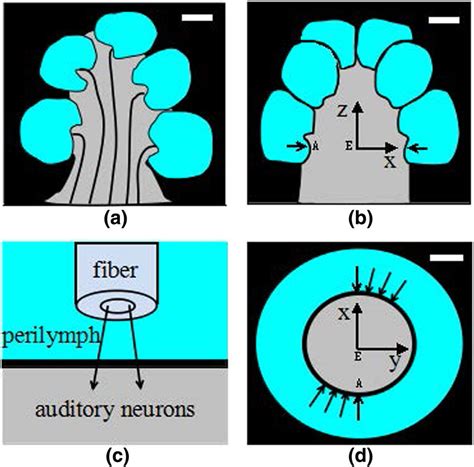 Diagram Of The Simplified Geometry Of The Cochlea And The Laser