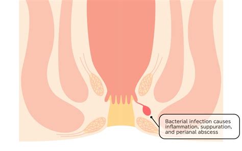 Cross Sectional View Royalty Free Vector Image